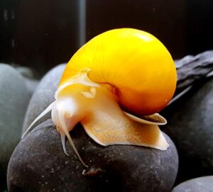 aquatic discounts – 1 gold mystery snail – buy2get1free! great addition to any freshwater tank! active algae eater, bottom debris and uneaten fish food! perfect tank mate for bettas, guppy