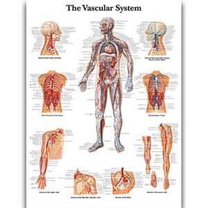 uniearth vascular system science anatomy posters for walls medical nursing students educational anatomical human organs skeletal muscles poster chart medicine disease map for doctor enthusiasts kid's enlightenment education w,20*30inches