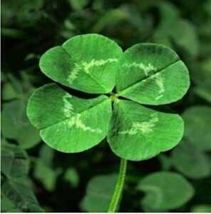 rubyshop724 200 seeds/pack, four leaf clover seed_home garden decoration bonsai_flower_seeds beauty lucky