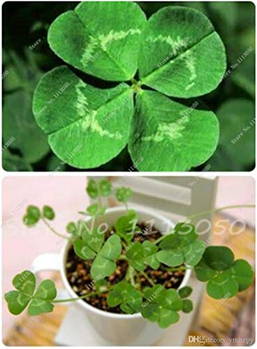 RubyShop724 200 Seeds/Pack, Four Leaf Clover Seed_Home Garden Decoration Bonsai_Flower_Seeds Beauty Lucky