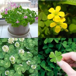 RubyShop724 200 Seeds/Pack, Four Leaf Clover Seed_Home Garden Decoration Bonsai_Flower_Seeds Beauty Lucky