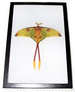 bicbugs argema mittrei framed resting pose comet moth male madagascar framed