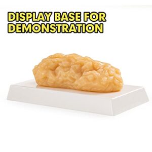 Ultrassist Human Body Fat Model, 1lb Fat Replica, Anatomical Model for Students, Authentic Demonstration for Fitness Room