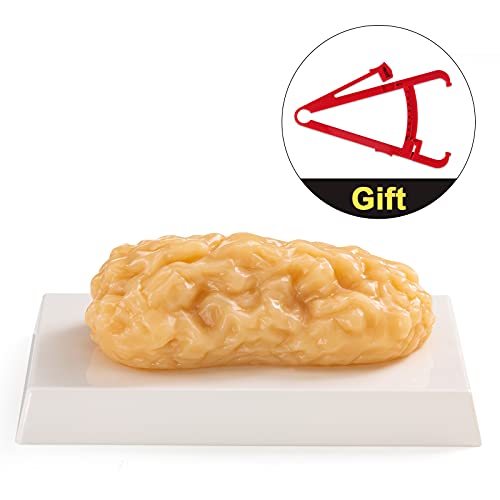 Ultrassist Human Body Fat Model, 1lb Fat Replica, Anatomical Model for Students, Authentic Demonstration for Fitness Room