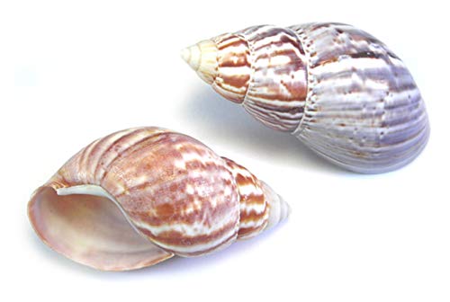 Set of 3 Extra Large Natural Japanese (Fairyland) Land Snail Shells 3" - 4" Large Hermit Crab Beach Crafts Hobby Coastal Cottage