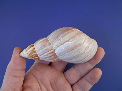 Set of 3 Extra Large Natural Japanese (Fairyland) Land Snail Shells 3" - 4" Large Hermit Crab Beach Crafts Hobby Coastal Cottage