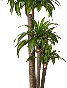 Amazon Basics Artificial Dracaena Tree with Plastic Faux Terracotta Pot, 60-Inch