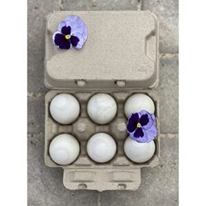 Henlay Duck Egg Cartons- Holds Half Dozen Jumbo Eggs- Blank Top (20)