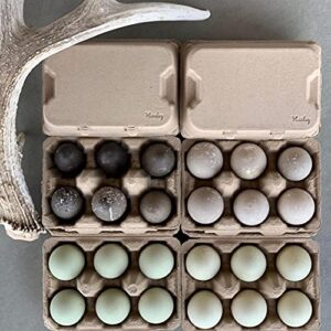 Henlay Duck Egg Cartons- Holds Half Dozen Jumbo Eggs- Blank Top (20)