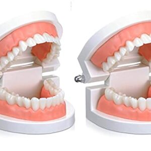 Dental Teeth Model, 2 Pack Adult Standard Typodont Demonstration Denture Model for Dental Teaching, Study, Clean Display for Kids, Education, Patient, No Wisdom Teeth