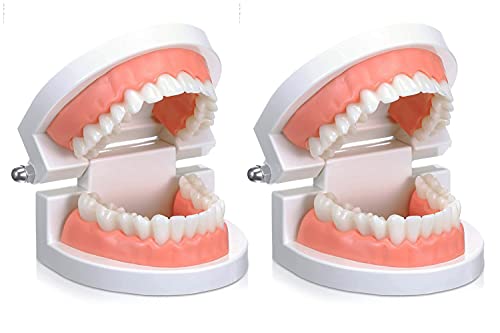 Dental Teeth Model, 2 Pack Adult Standard Typodont Demonstration Denture Model for Dental Teaching, Study, Clean Display for Kids, Education, Patient, No Wisdom Teeth