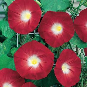 red morning glory climbing vine | 100 seeds to plant | beautiful flowering vine - scarlet flowers