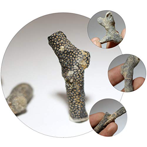 Scicalife Kids Toys 5Pcs Stromatoporoid Fossils Ordovician Bryozoan Fossils Specimens Ancient Marine Fossils Model Figurine Science Teaching Materials Random Style Kid Toys