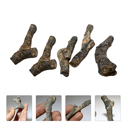 Scicalife Kids Toys 5Pcs Stromatoporoid Fossils Ordovician Bryozoan Fossils Specimens Ancient Marine Fossils Model Figurine Science Teaching Materials Random Style Kid Toys