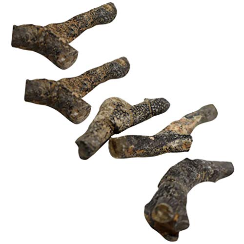 Scicalife Kids Toys 5Pcs Stromatoporoid Fossils Ordovician Bryozoan Fossils Specimens Ancient Marine Fossils Model Figurine Science Teaching Materials Random Style Kid Toys