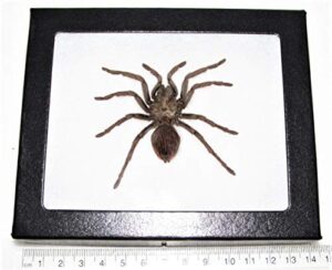 bicbugs aphonopelma chalcodes framed arizona blonde tarantula usa spider