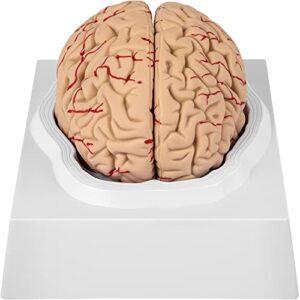 vevor human brain model anatomy 9-part model of brain life size human brain anatomical model w/display base & color-coded artery brain teaching anatomy of brain for science classroom study display