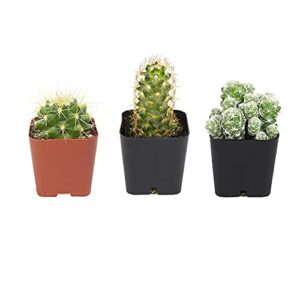 cactus plants (mix of 3), mammillaria cactus plants live in cactus soil, opuntia cactus live plants, cacti plants live, cactus décor succulents, cacti décor drought tolerant plants by plants for pets