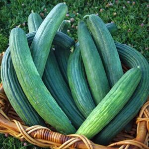 "Armenian Dark Green" Cucumber Seeds for Planting, 100+ Heirloom Seeds Per Packet, (Isla's Garden Seeds), Non GMO Seeds, Botanical Name: Cucumis sativus, Great Home Garden Gift