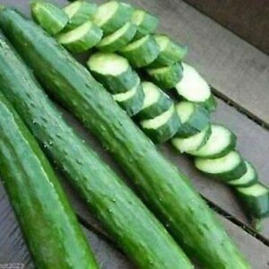 "Armenian Dark Green" Cucumber Seeds for Planting, 100+ Heirloom Seeds Per Packet, (Isla's Garden Seeds), Non GMO Seeds, Botanical Name: Cucumis sativus, Great Home Garden Gift