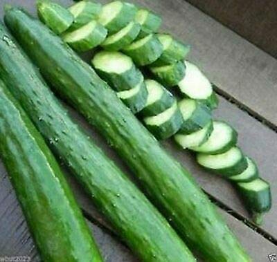 "Armenian Dark Green" Cucumber Seeds for Planting, 100+ Heirloom Seeds Per Packet, (Isla's Garden Seeds), Non GMO Seeds, Botanical Name: Cucumis sativus, Great Home Garden Gift