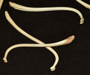 three - real raccoon penile penis baculum bone jumbo 4.5" - 5" (three pieces)