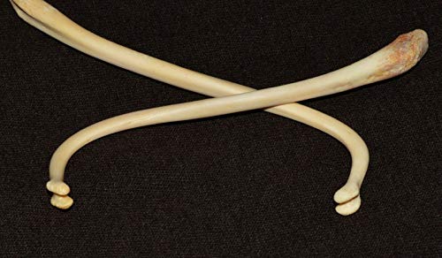 Three - Real Raccoon Penile Penis Baculum Bone Jumbo 4.5" - 5" (Three Pieces)