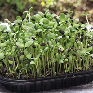 Nature Jims Sprouts Sunflower Seeds - Certified Organic Black Oil Sunflower Sprouts for Soups - Raw Bird Food Seeds - Non-GMO, Chemicals-Free - Easy to Plant, Fast Sprouting Sun Flower Seeds - 8 Oz