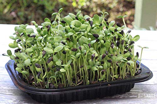 Nature Jims Sprouts Sunflower Seeds - Certified Organic Black Oil Sunflower Sprouts for Soups - Raw Bird Food Seeds - Non-GMO, Chemicals-Free - Easy to Plant, Fast Sprouting Sun Flower Seeds - 8 Oz