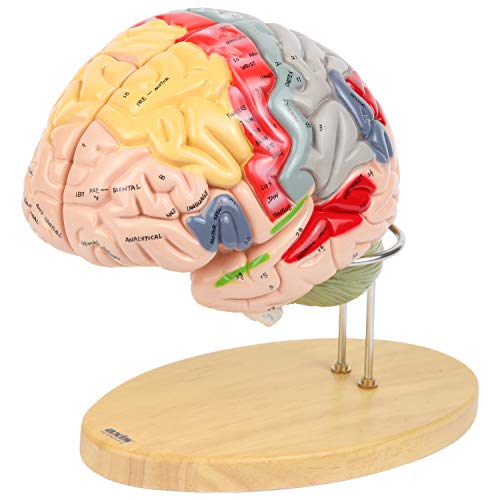 Axis Scientific 1.5X Life-Size 4-Part Brain Numbered Anatomical Model, Includes Display Base, Study Booklet,