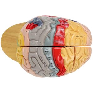 Axis Scientific 1.5X Life-Size 4-Part Brain Numbered Anatomical Model, Includes Display Base, Study Booklet,