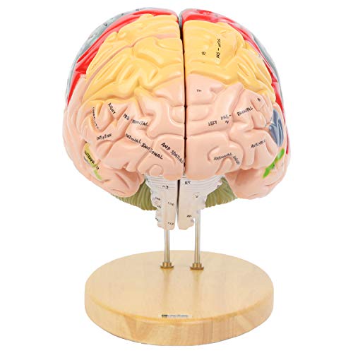 Axis Scientific 1.5X Life-Size 4-Part Brain Numbered Anatomical Model, Includes Display Base, Study Booklet,