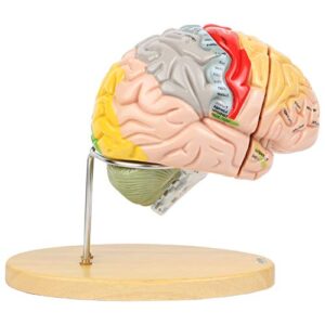 Axis Scientific 1.5X Life-Size 4-Part Brain Numbered Anatomical Model, Includes Display Base, Study Booklet,