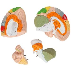 Axis Scientific 1.5X Life-Size 4-Part Brain Numbered Anatomical Model, Includes Display Base, Study Booklet,