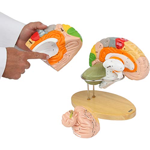 Axis Scientific 1.5X Life-Size 4-Part Brain Numbered Anatomical Model, Includes Display Base, Study Booklet,