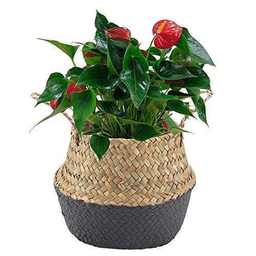 LetCart Storage Basket - Foldable Natural Seagrass Woven Clothes Storage Organizer Flower Plant Pot Basket(Black)