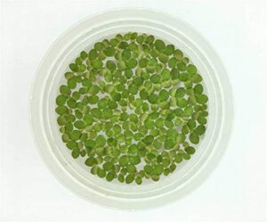 aquarium plant center giant duckweed, spirodela polyrhiza, live aquarium/aquatic/freshwater/floating/pond plant, planted tank, aquascaping (30 plants)