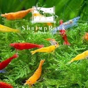 ShrimpRack™ 10 Mixed Color Neocaridina Shrimp Skittles Live Freshwater Aquarium Shrimps Beeding Age Young Adults 1/2-1 inch Long. Live Arrival Guarantee.