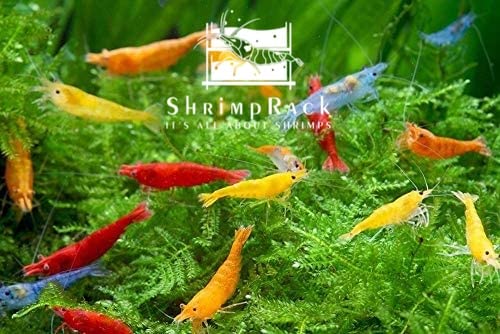 ShrimpRack™ 10 Mixed Color Neocaridina Shrimp Skittles Live Freshwater Aquarium Shrimps Beeding Age Young Adults 1/2-1 inch Long. Live Arrival Guarantee.