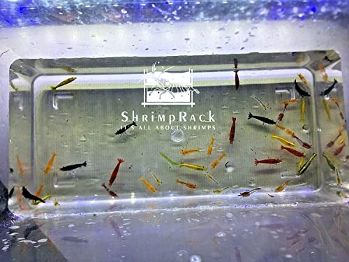 ShrimpRack™ 10 Mixed Color Neocaridina Shrimp Skittles Live Freshwater Aquarium Shrimps Beeding Age Young Adults 1/2-1 inch Long. Live Arrival Guarantee.