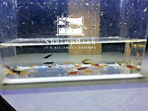 ShrimpRack™ 10 Mixed Color Neocaridina Shrimp Skittles Live Freshwater Aquarium Shrimps Beeding Age Young Adults 1/2-1 inch Long. Live Arrival Guarantee.