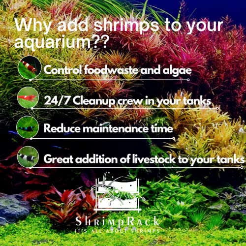 ShrimpRack™ 10 Mixed Color Neocaridina Shrimp Skittles Live Freshwater Aquarium Shrimps Beeding Age Young Adults 1/2-1 inch Long. Live Arrival Guarantee.