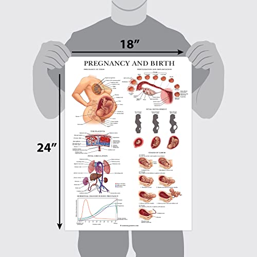 Palace Learning Pregnancy and Birth Anatomy Poster - Anatomical Chart of Pregnant Female - 18" x 24" - Laminated