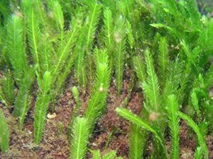 5 leaves - live saltwater caulerpa feather macro algae plant frag chaeto refugium - extra long leaves (4-6 inches in height)