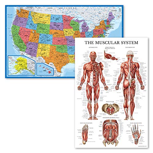 2 Pack - USA Map Poster [Blue Ocean] & Muscular System Anatomy Chart (LAMINATED, 18" x 29")