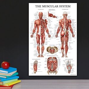 2 Pack - USA Map Poster [Blue Ocean] & Muscular System Anatomy Chart (LAMINATED, 18" x 29")