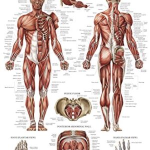 2 Pack - USA Map Poster [Blue Ocean] & Muscular System Anatomy Chart (LAMINATED, 18" x 29")