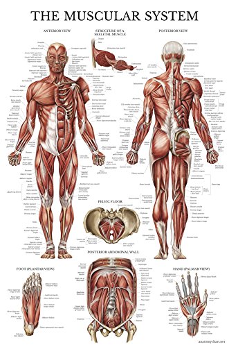 2 Pack - USA Map Poster [Blue Ocean] & Muscular System Anatomy Chart (LAMINATED, 18" x 29")