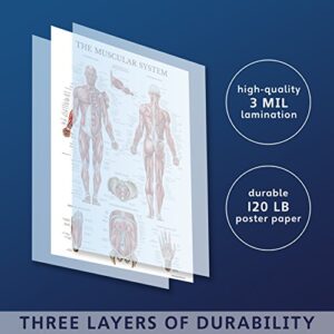 2 Pack - USA Map Poster [Blue Ocean] & Muscular System Anatomy Chart (LAMINATED, 18" x 29")