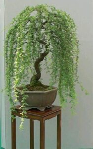 bonsai green weeping willow tree cutting - thick trunk start, dwarf bonsai material. ships from iowa, usa